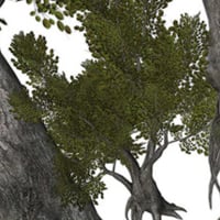 Props Pack - Outcropping Tree | Daz 3D