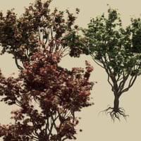 V176 Maple Trees | Daz 3D