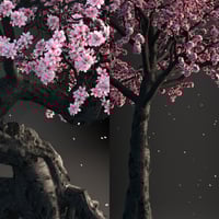 V176 Flowering Cherry Trees | Daz 3D