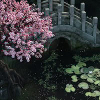 V176 Flowering Cherry Trees | Daz 3D