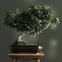 V176 Trees Bundle | Daz 3D