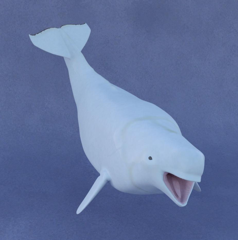 Beluga - Daz 3D Forums