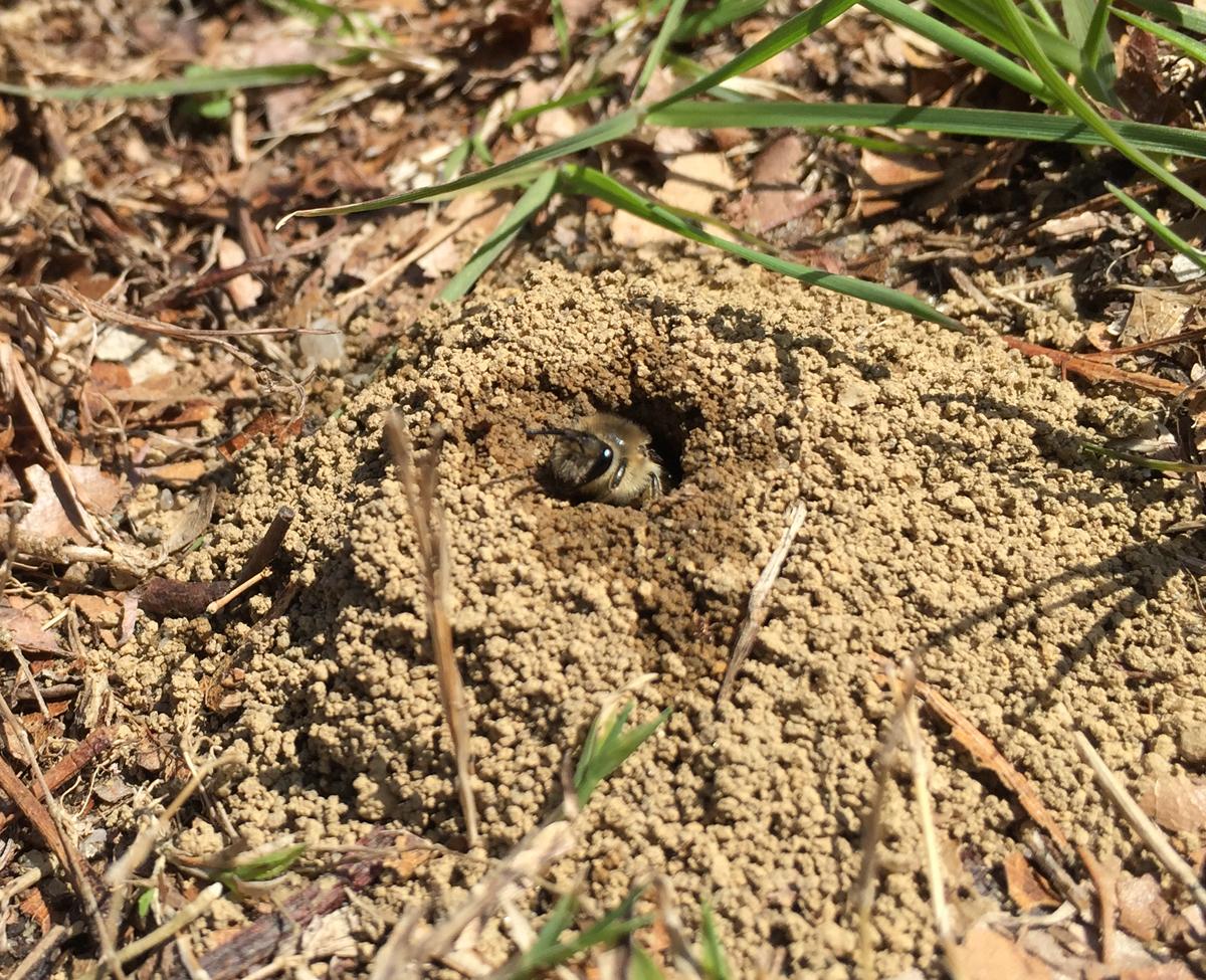 Little bees in a burrow | HiveWire 3D Community