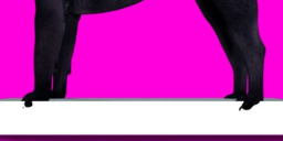 Dog poses are getting contorted - Daz 3D Forums