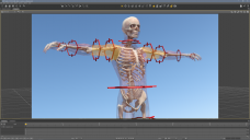 Male Anatomy Bundle Experience - Daz 3D Forums
